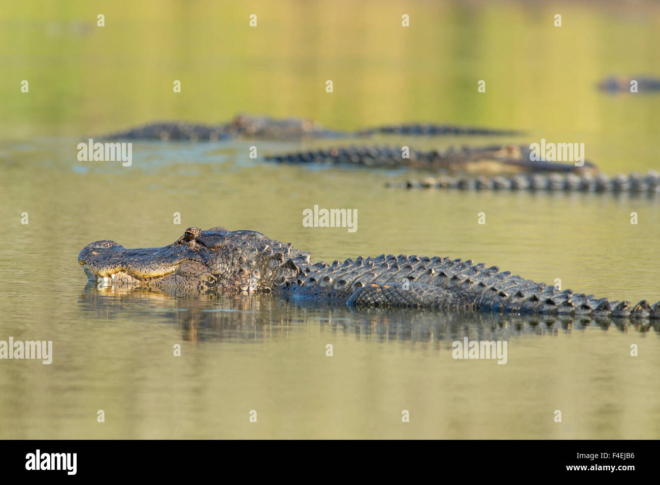 American Alligator sunning at deep hole in the Myakka River, One of the ...