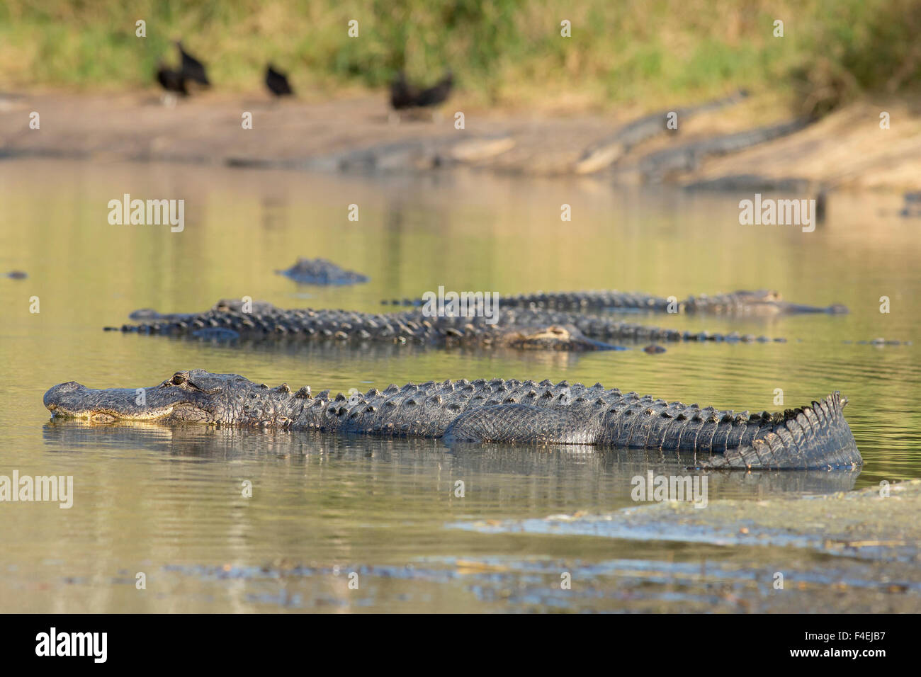 Gator hole hi-res stock photography and images - Alamy