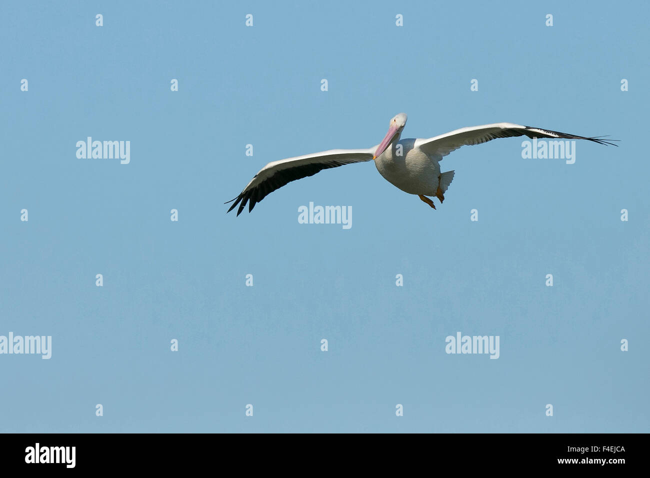 White pelicans in flight, Pelecanus Erythrorhynchos, Viera Wetlands ...