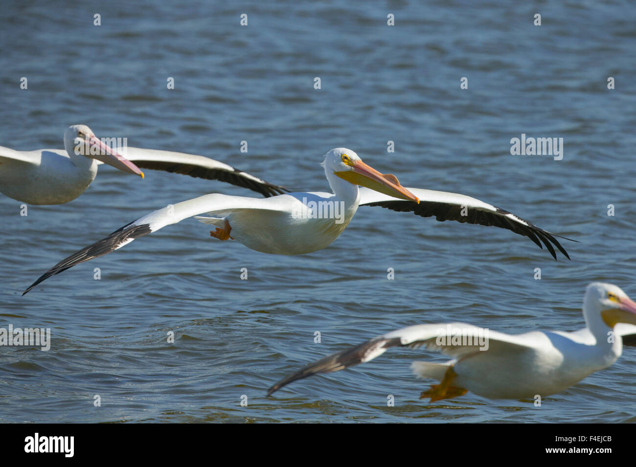 White pelicans in flight, Pelecanus Erythrorhynchos, Viera Wetlands ...