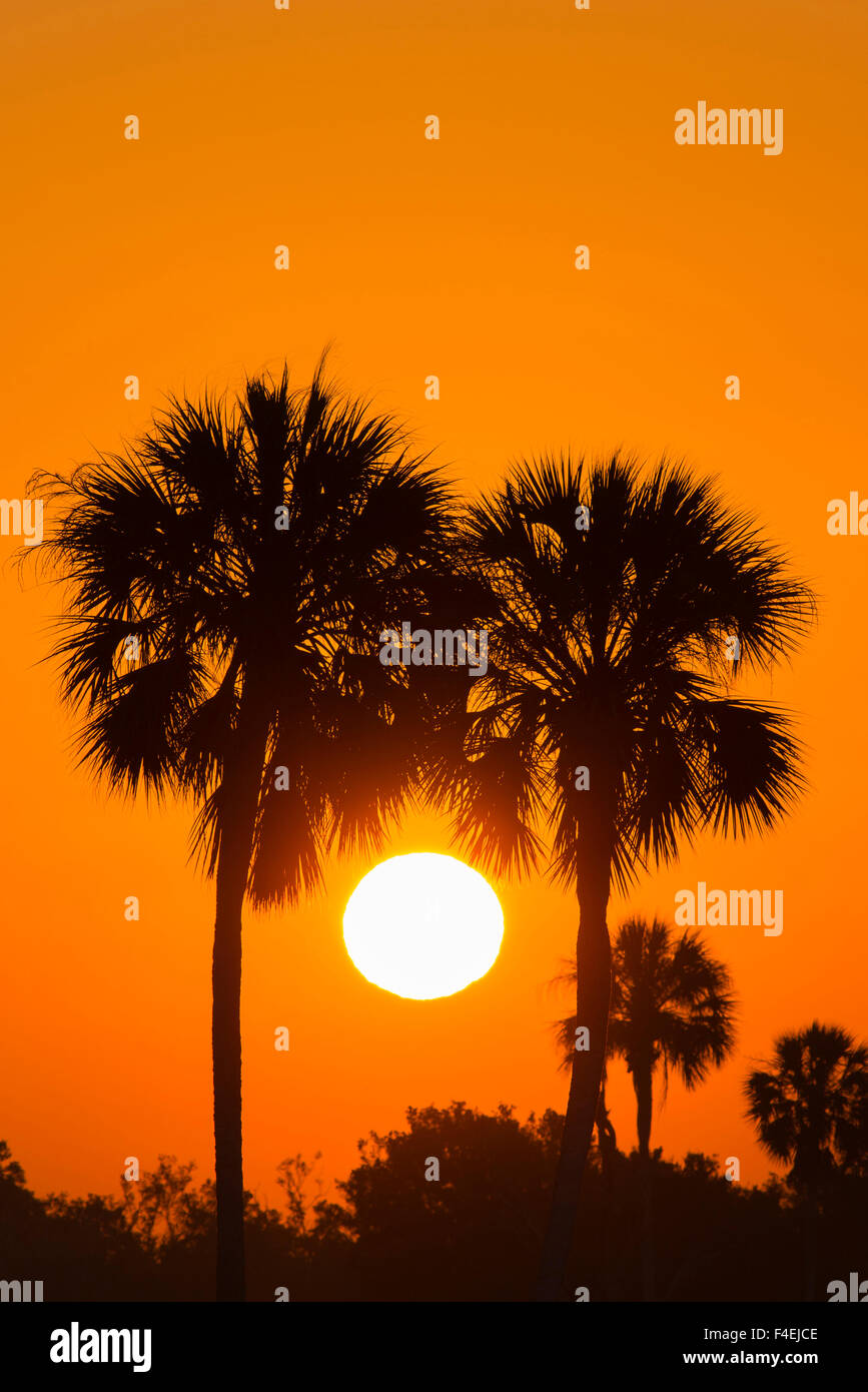 Florida cabbage palms at sunrise at Florida Bay, Flamingo, Everglades ...