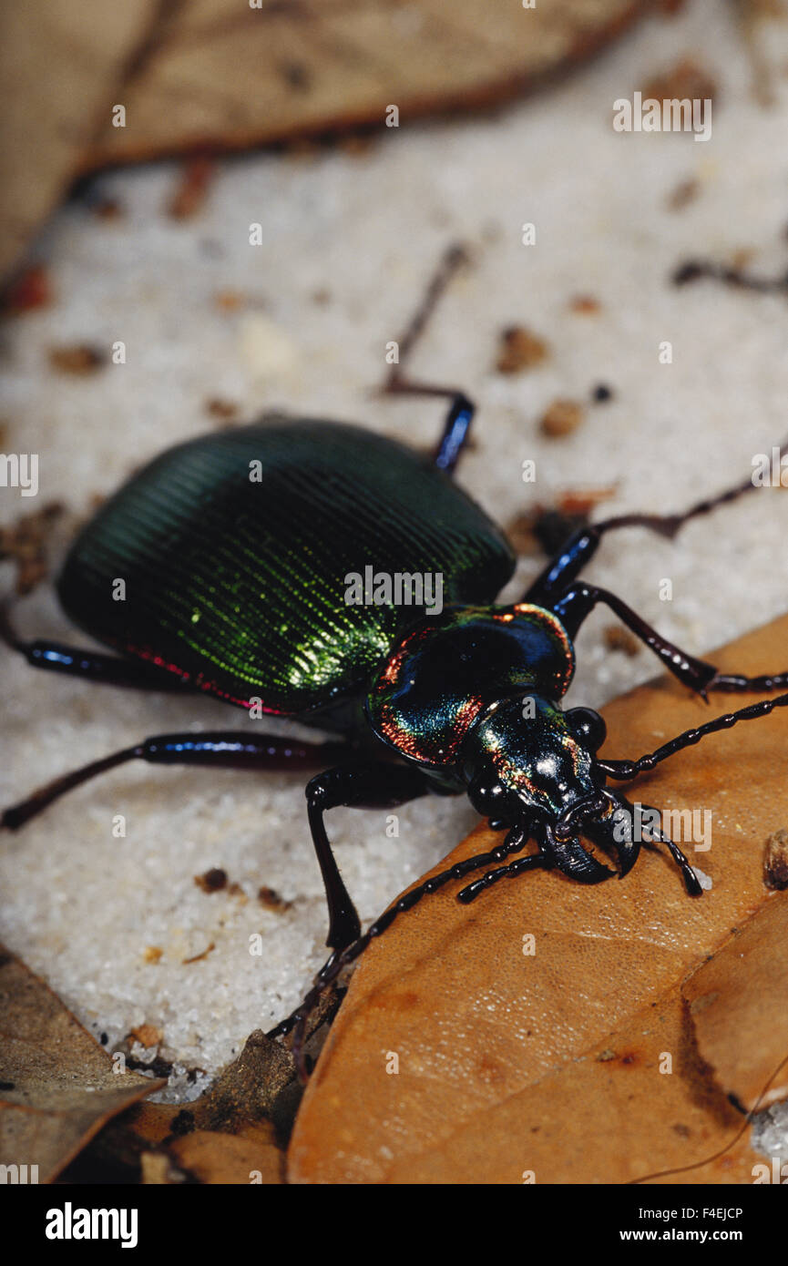 Florida, Calosoma(Calosoma Scrutator) (Large format sizes available ...