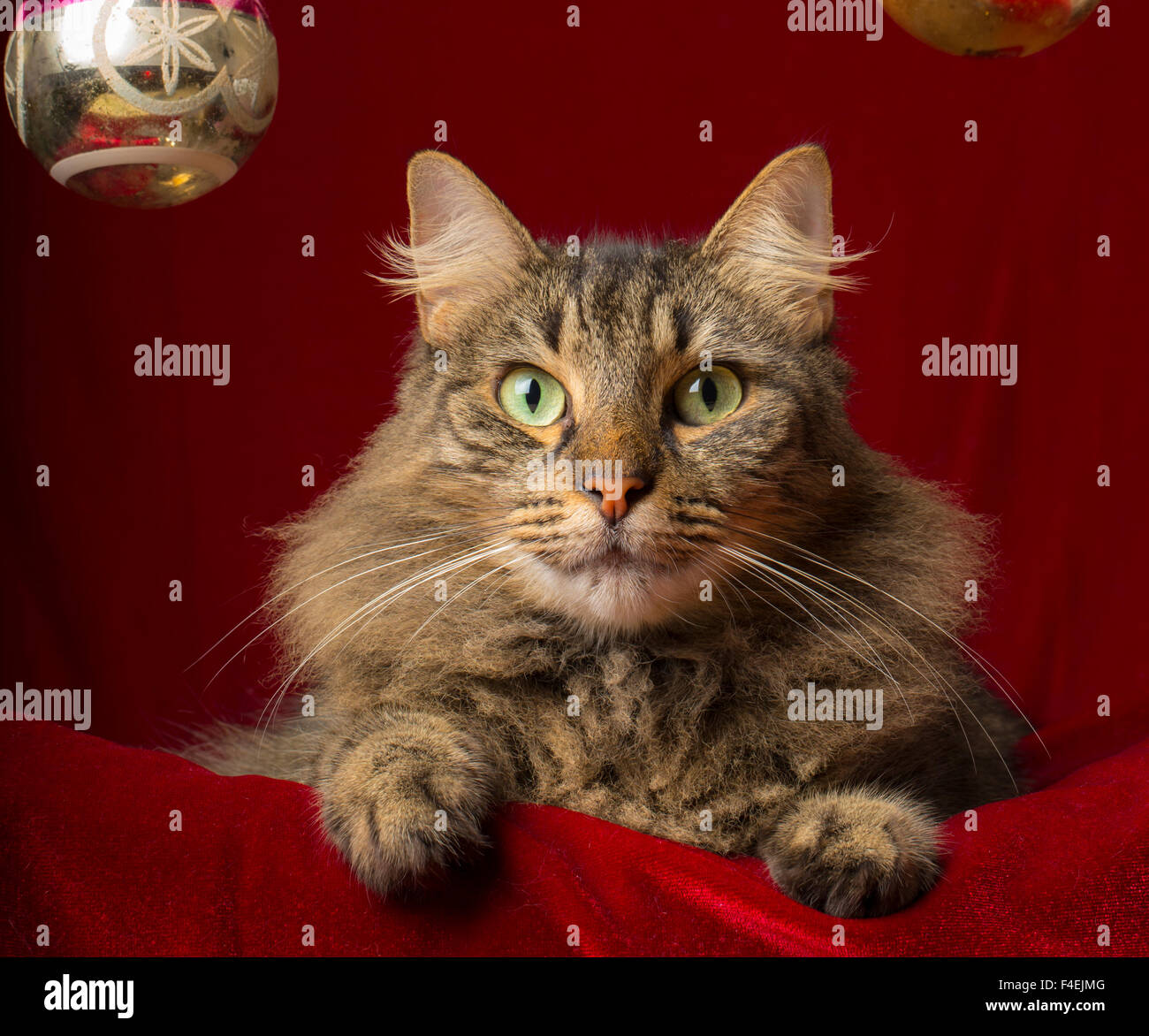 Maine Coon for Christmas with collector ornaments Stock Photo - Alamy