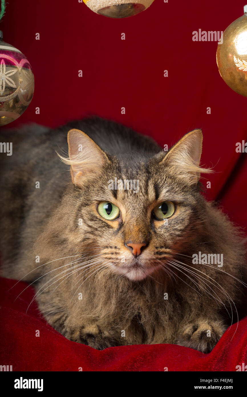 Maine Coon for Christmas with collector ornaments Stock Photo - Alamy