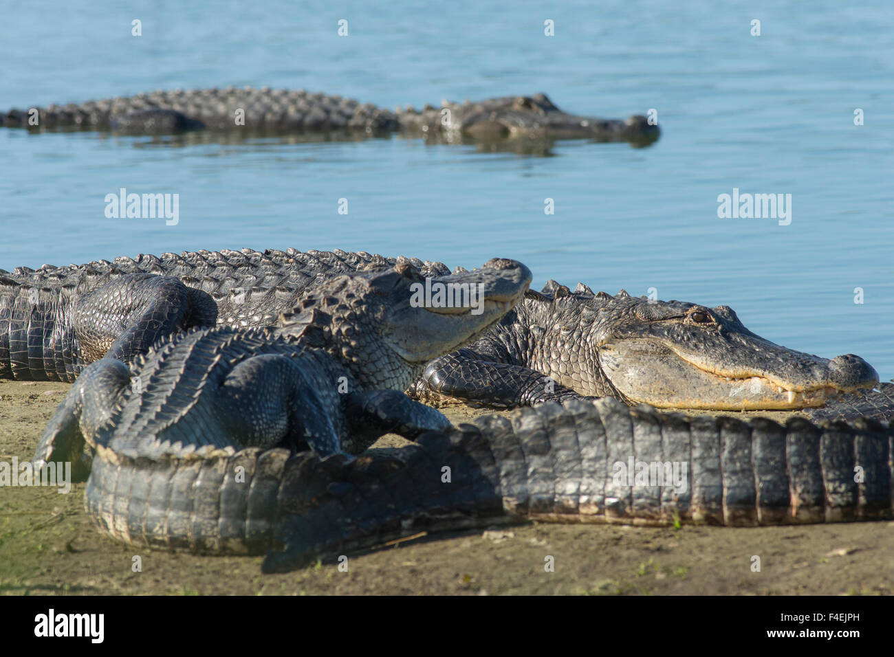 Gator hole hi-res stock photography and images - Alamy