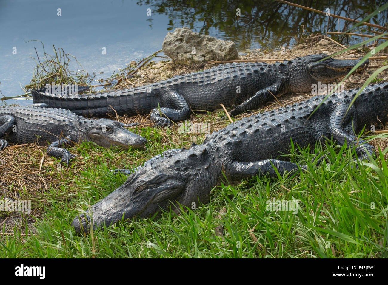 Congregation Of Alligators High Resolution Stock Photography and Images ...