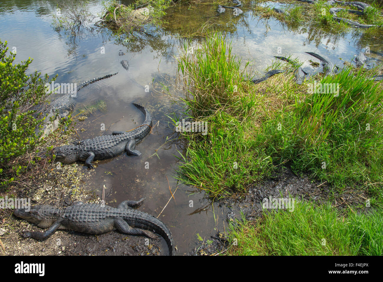 American alligator resting along bank hi-res stock photography and ...