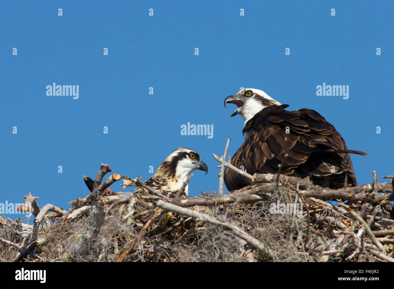 Adult Osprey in nest with fledglings, Pandion Haliaeetus, eye color ...