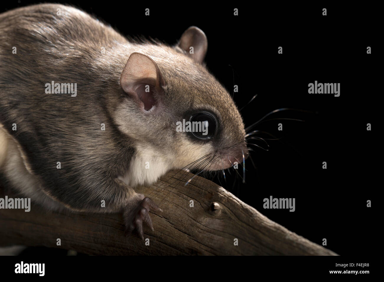 Southern flying squirrel, Glaucomys volans, controlled situation ...