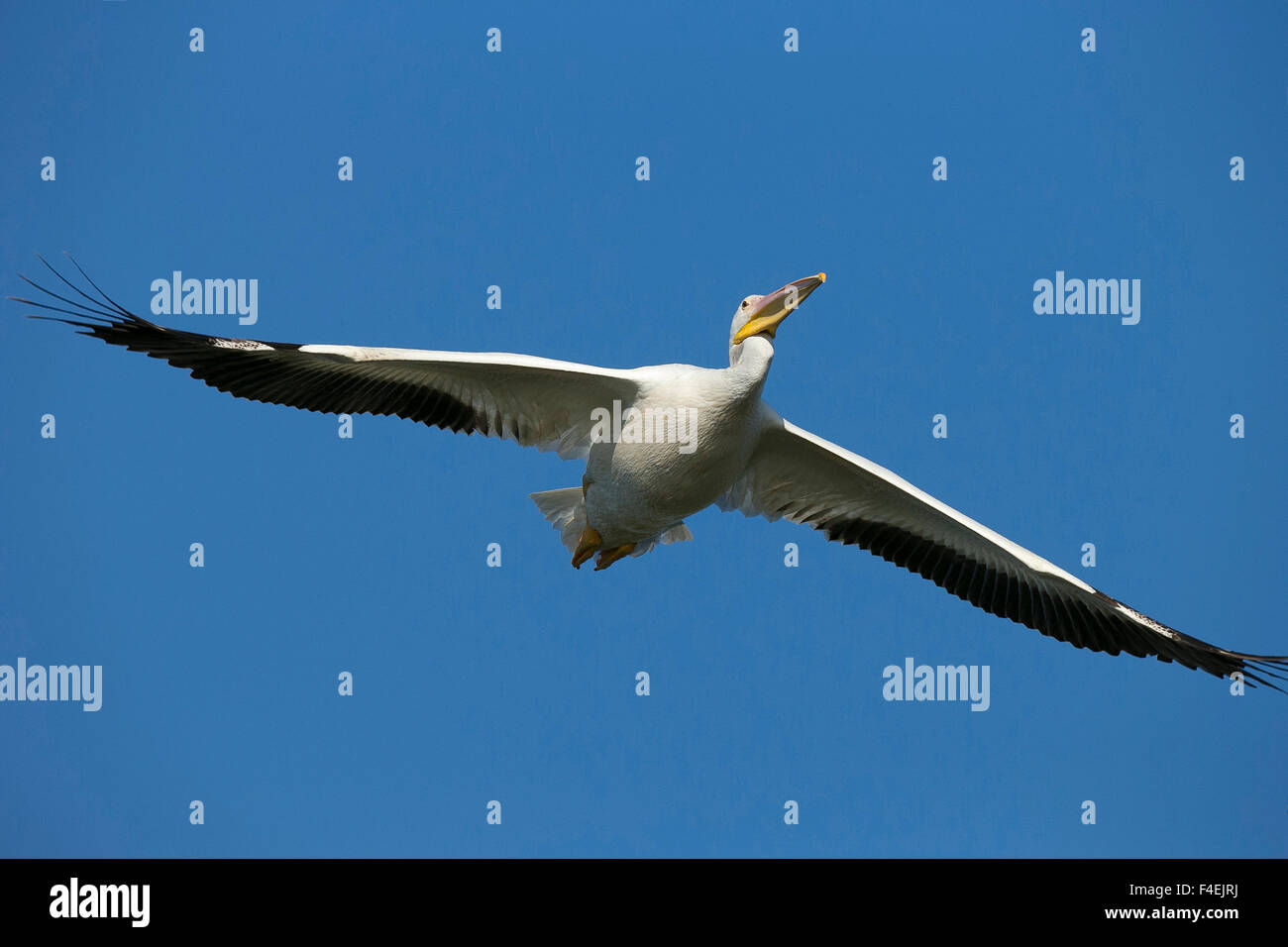 White pelicans in flight, Pelecanus Erythrorhynchos, Viera Wetlands ...