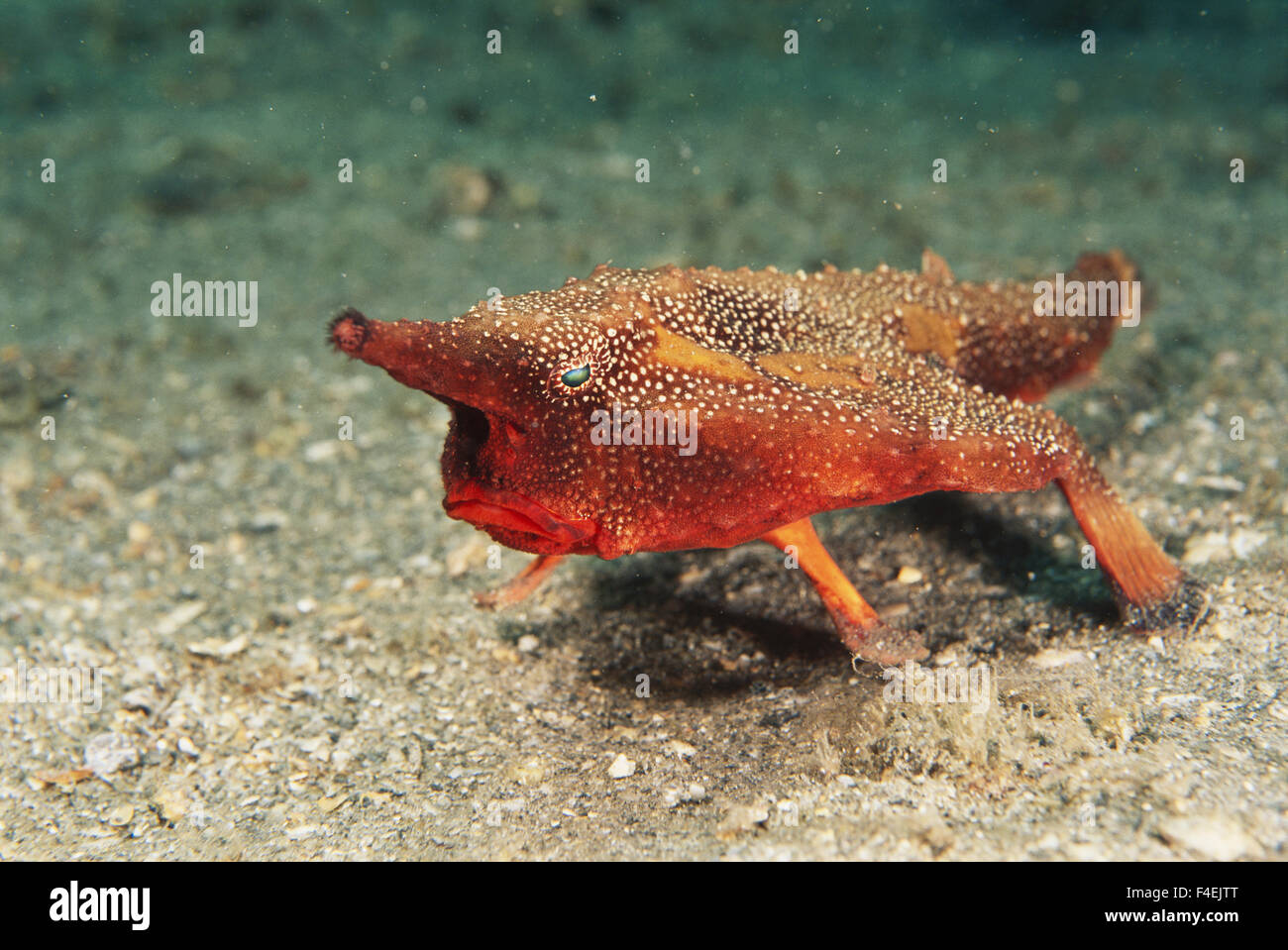 Florida, Short nose batfish (Ogcocephalus nasutus) (Large format sizes ...