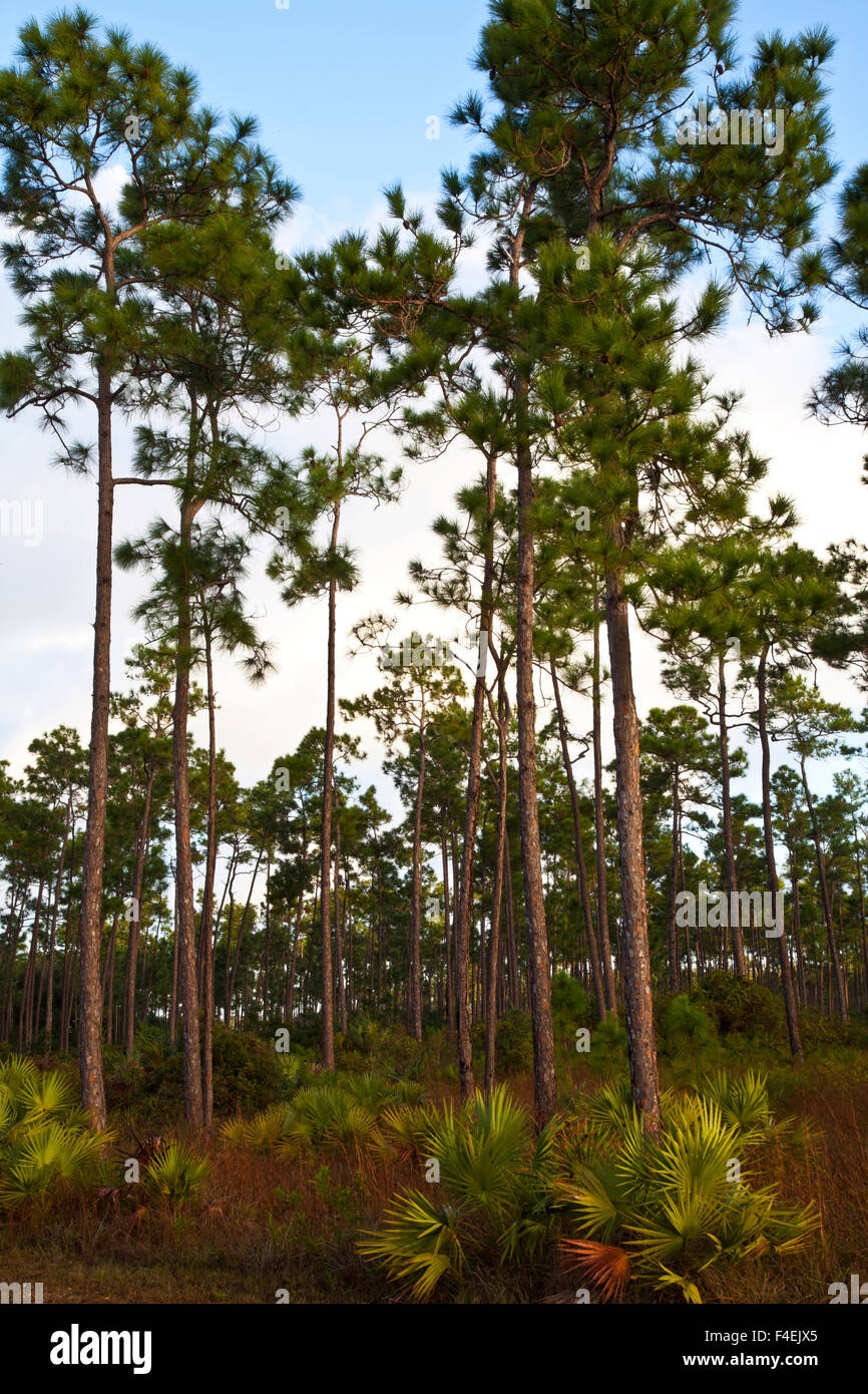 Pine Trees in Long Pine Area of Everglades National Park Stock Photo ...