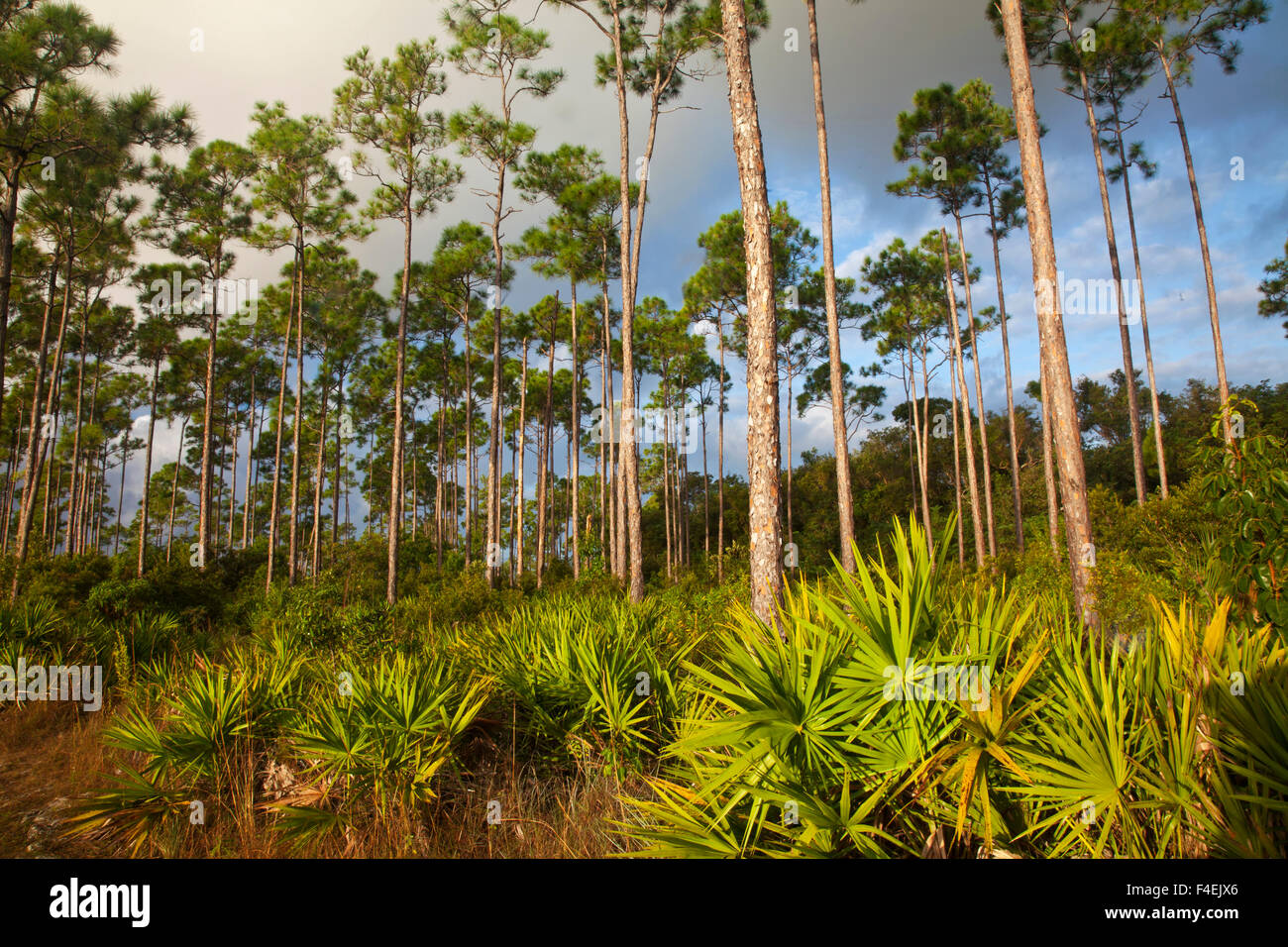 Pine Trees in Long Pine Area of Everglades National Park Stock Photo ...