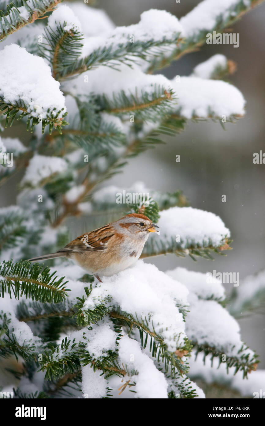 American Tree Sparrow (Spizella arborea) in Balsam fir tree in winter ...