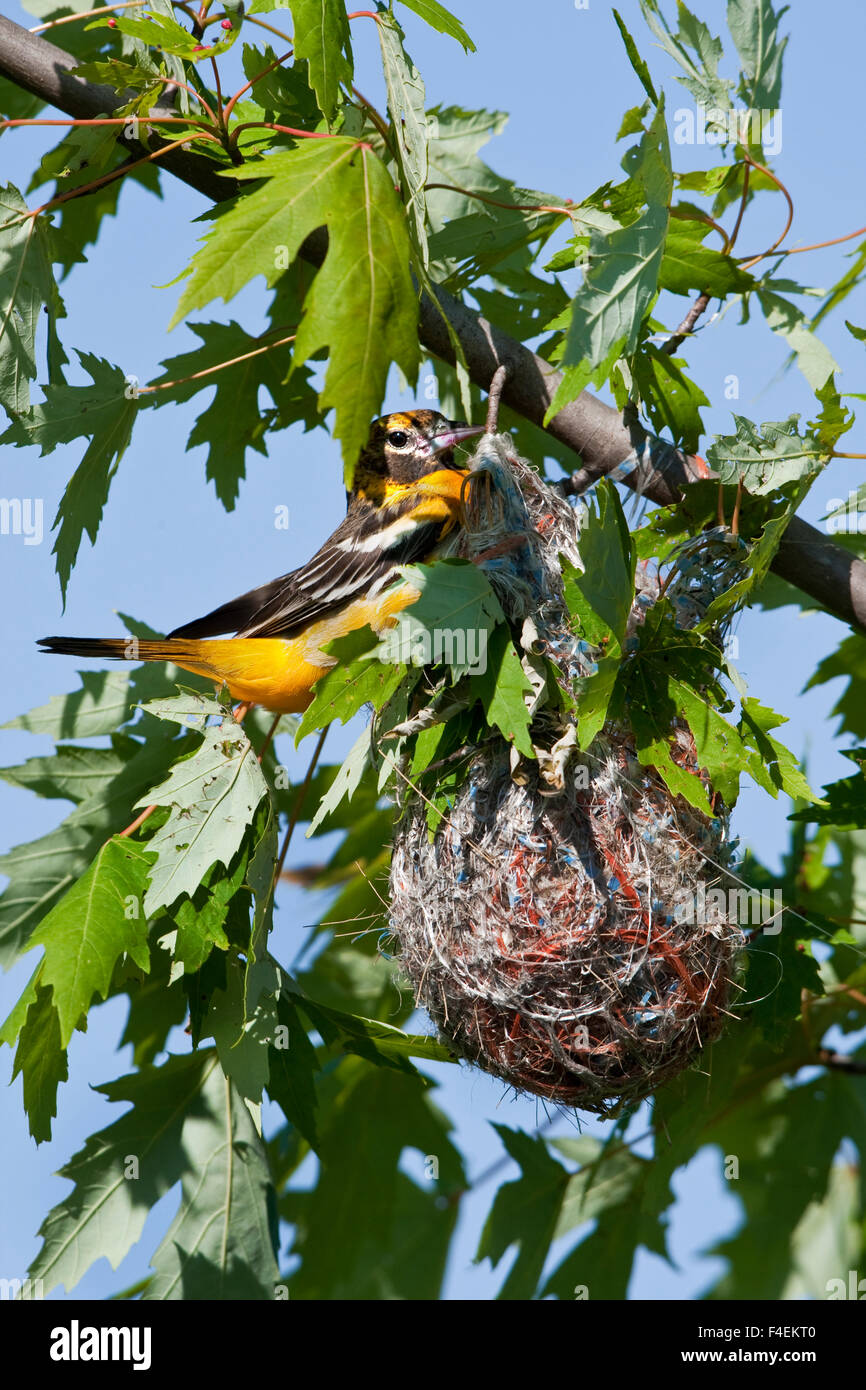 Baltimore oriole, bird, nest, hi-res stock photography and images - Alamy