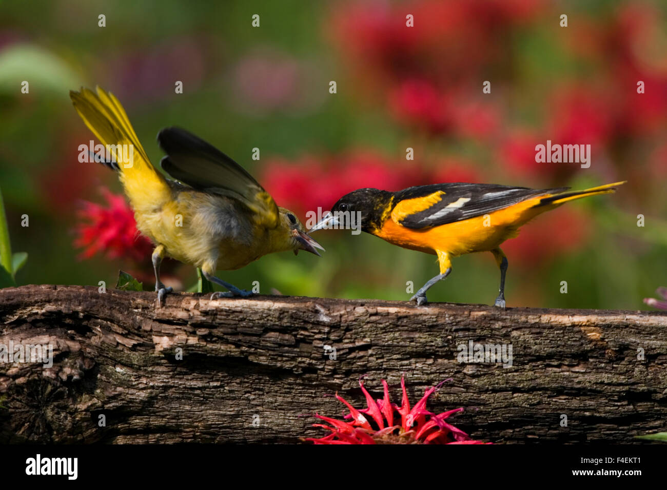 Baltimore Oriole (Icterus galbula) female feeding fledgling on fence in ...