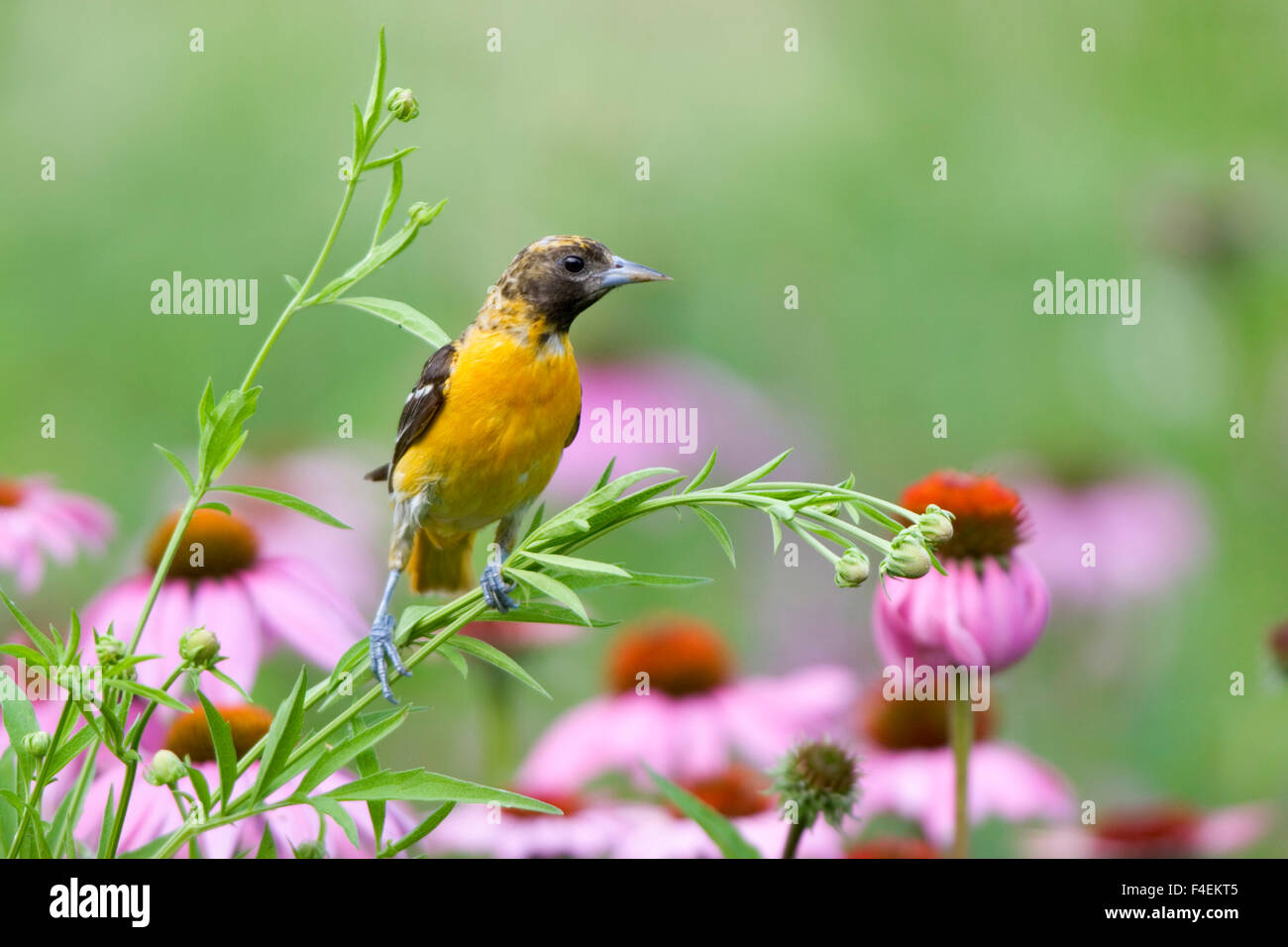 Baltimore oriole with flowers hi-res stock photography and images - Alamy