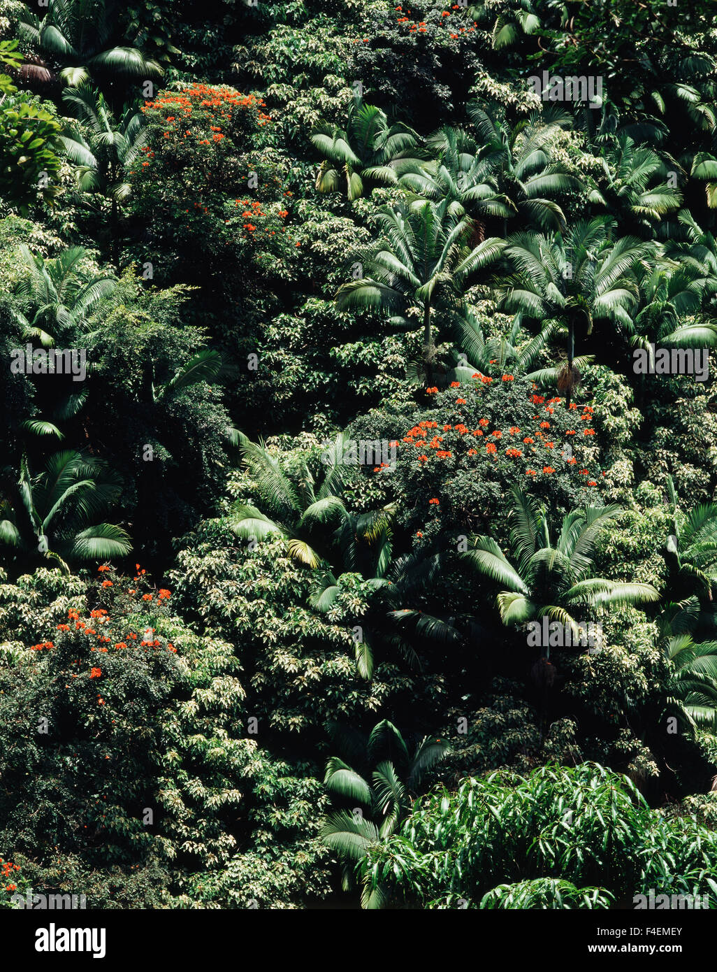 Hawaii, Hawaii, A flowering forest in North Hilo. (Large format sizes ...