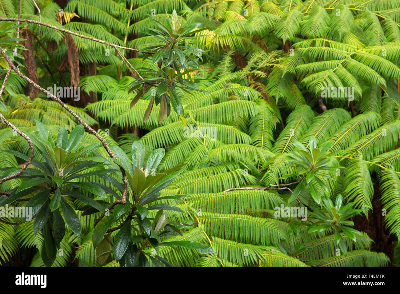 Tree ferns, (Cibotium glacum) forest, Volcano, Hawaii Stock Photo - Alamy