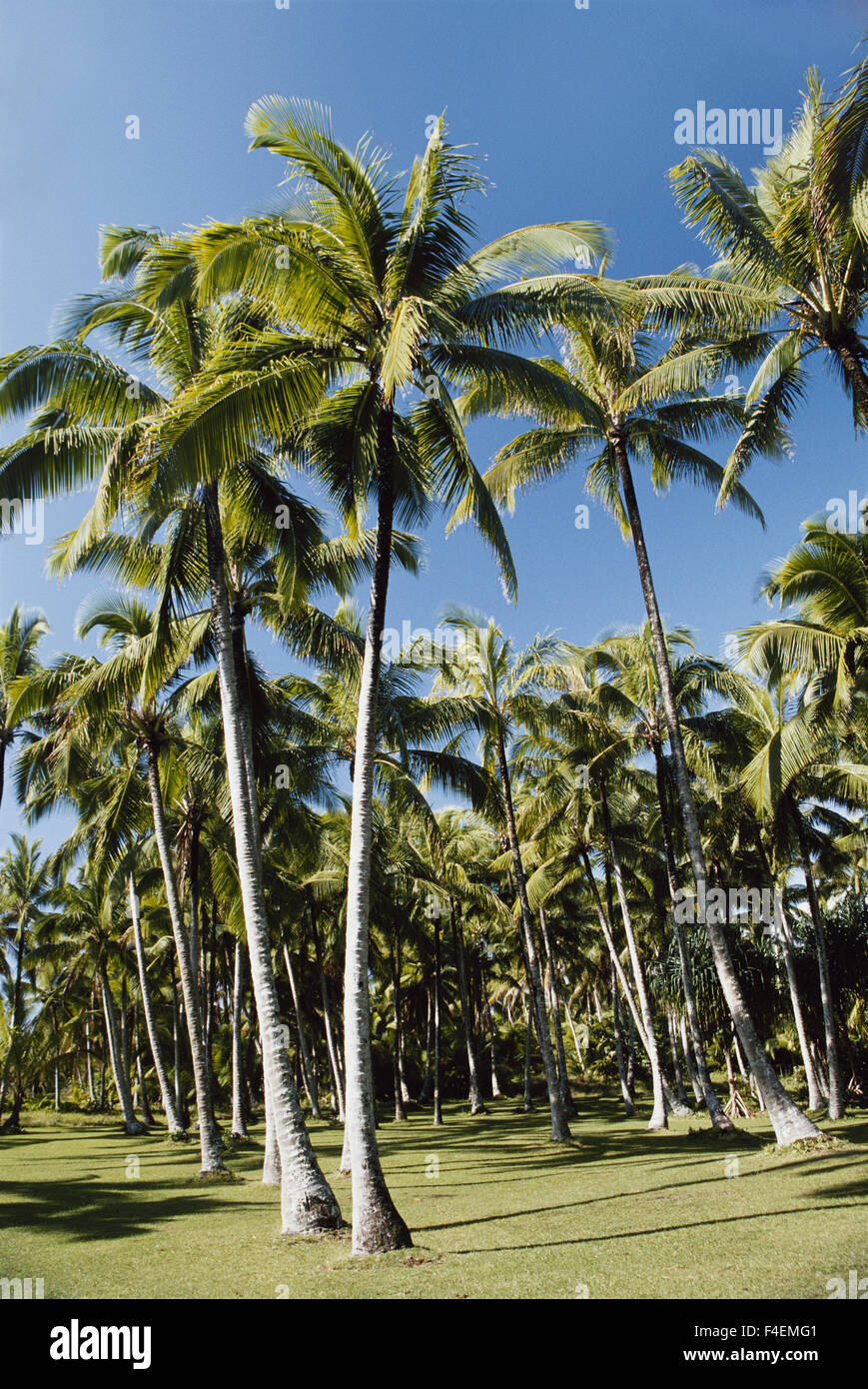 Hawaii, Kona, Pohoiki, Coconut palms tree at ahalanui park (Large ...