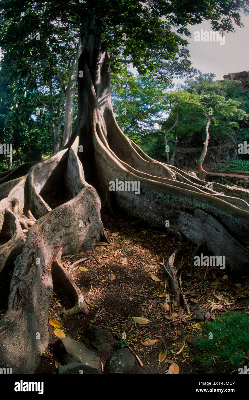 A fig hi-res stock photography and images - Alamy