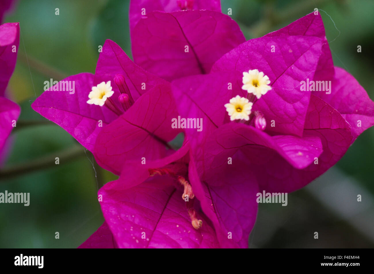Bougainvillea kauai hi-res stock photography and images - Alamy