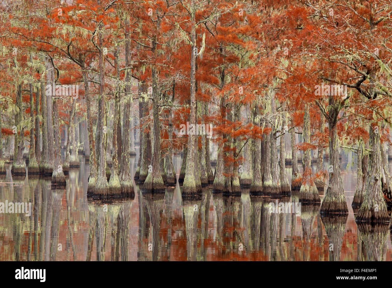 Cypress swamp with fall reflections hi-res stock photography and images ...