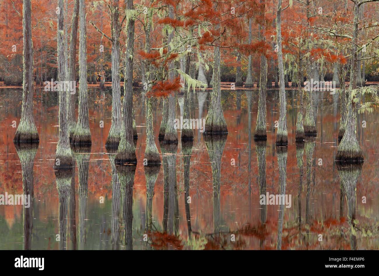 Georgia cypress swamp hi-res stock photography and images - Alamy