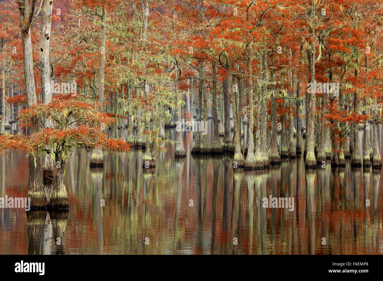 USA, Georgia, Cypress swamp with fall reflections Stock Photo - Alamy