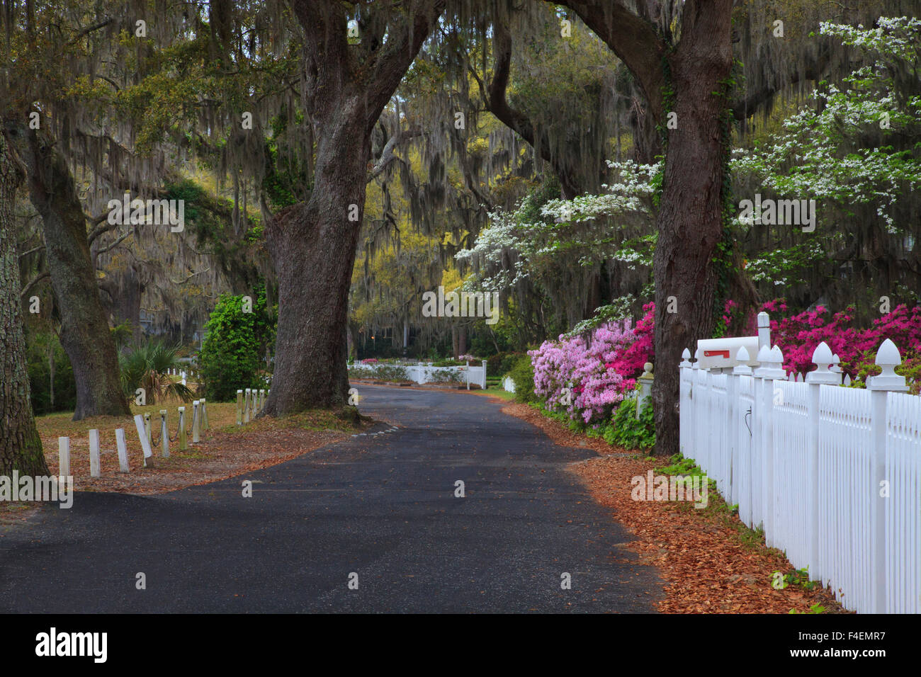 North America, USA, Georgia, Savannah, Azaleas along drive in Historic ...