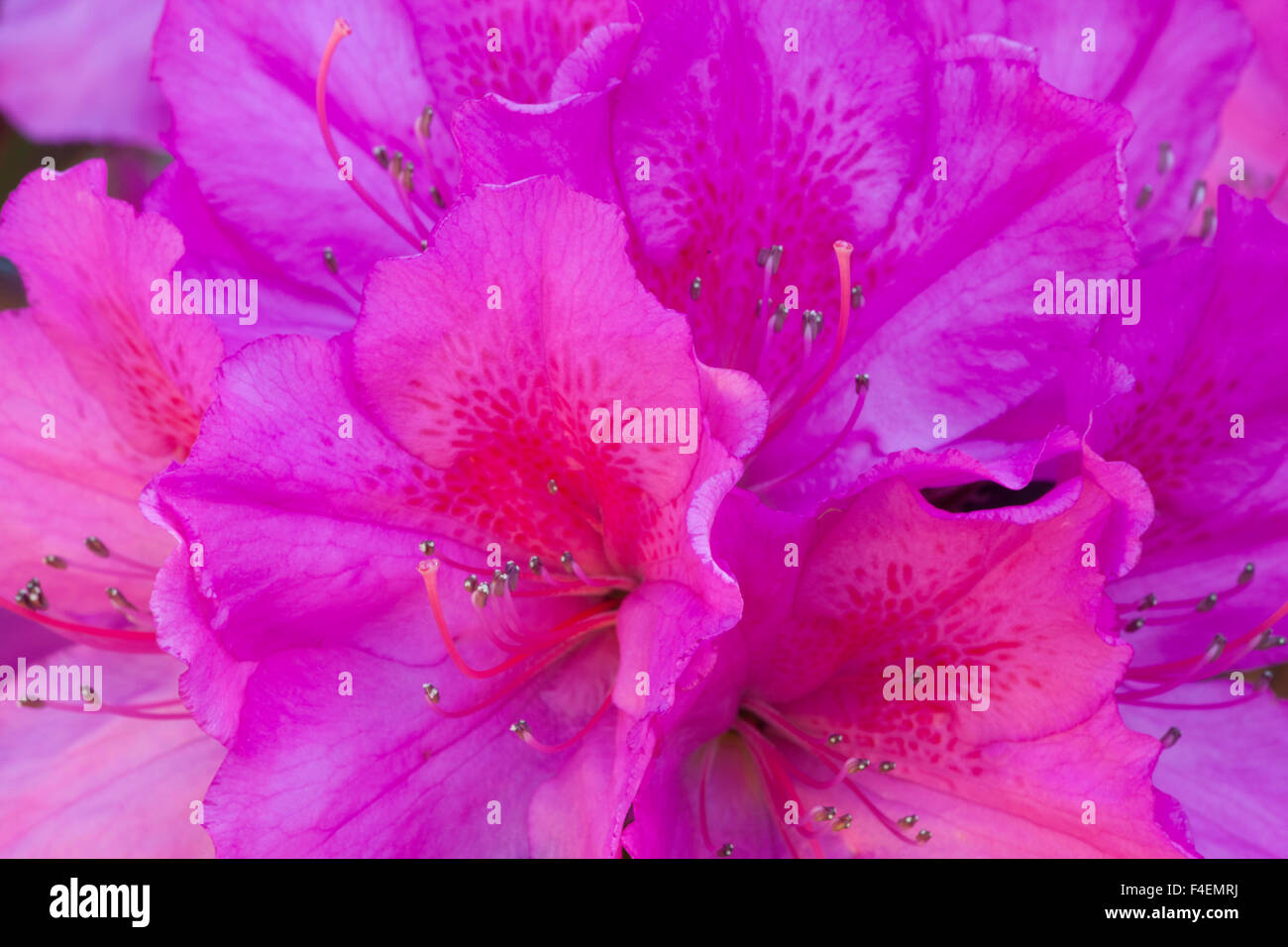 North America, USA, Georgia, Savannah, Azaleas blooming at Historic ...