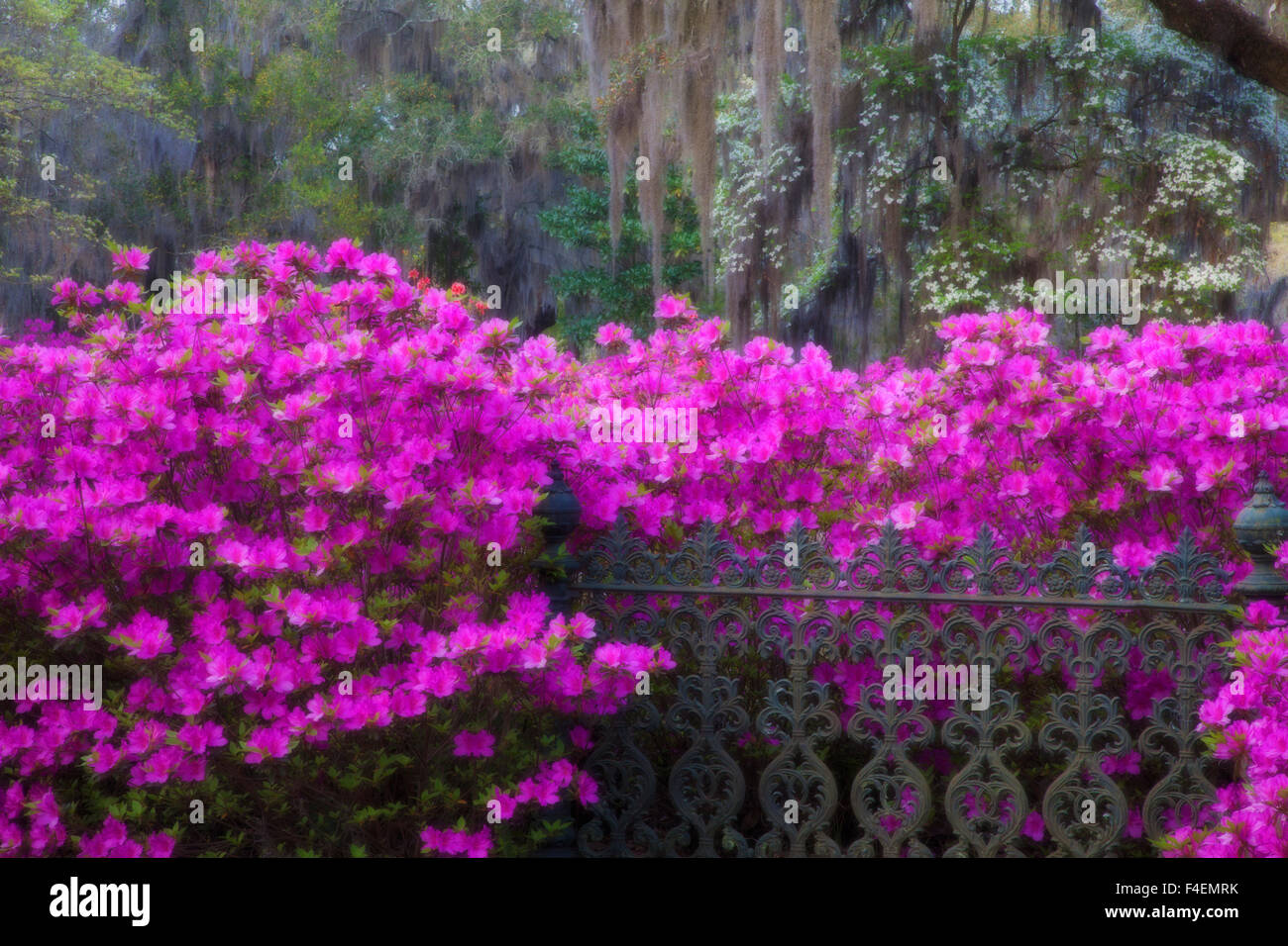 North America, USA, Georgia, Savannah, Azaleas blooming at Historic ...