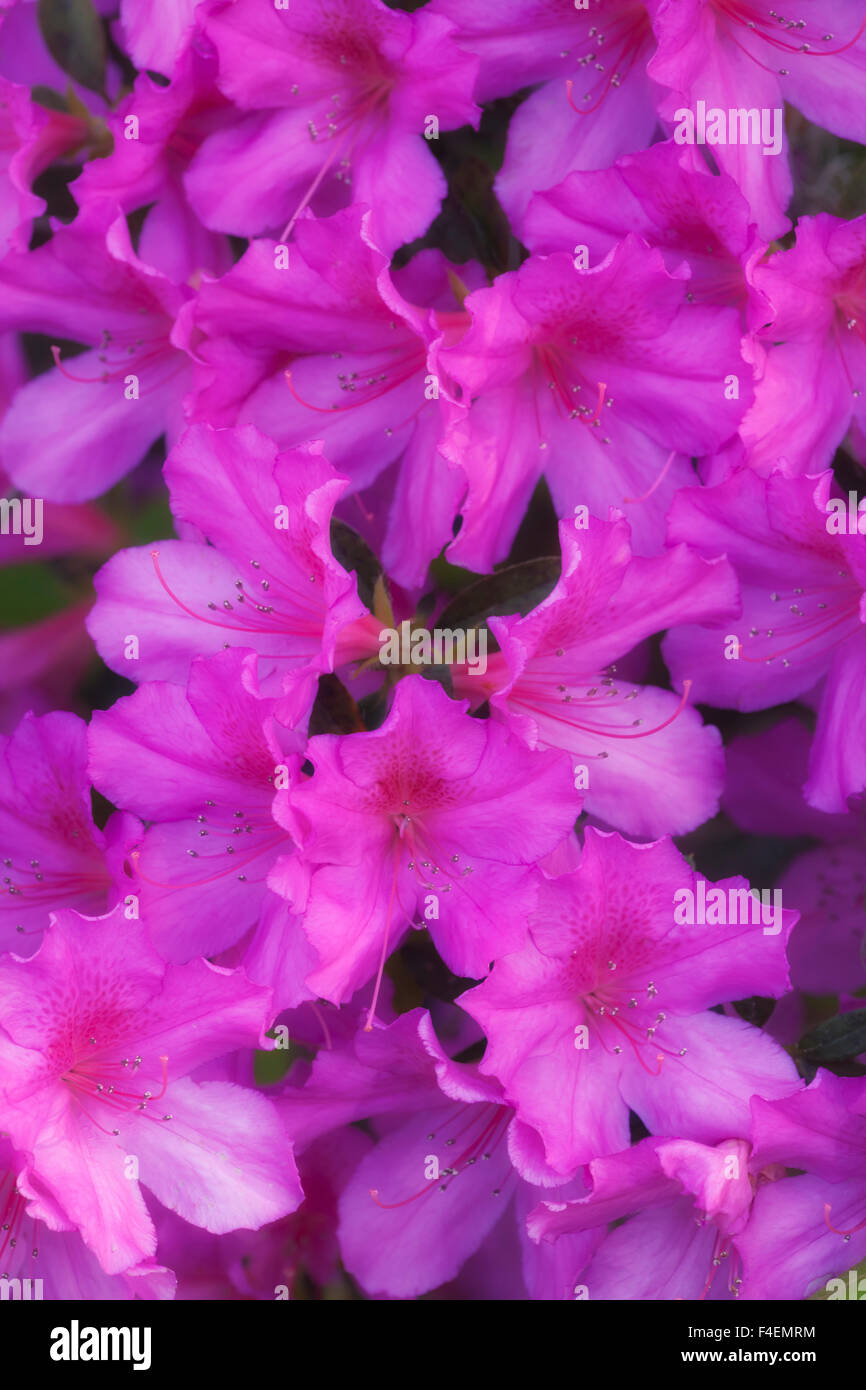 North America, USA, Georgia, Savannah, Azaleas blooming at Historic ...