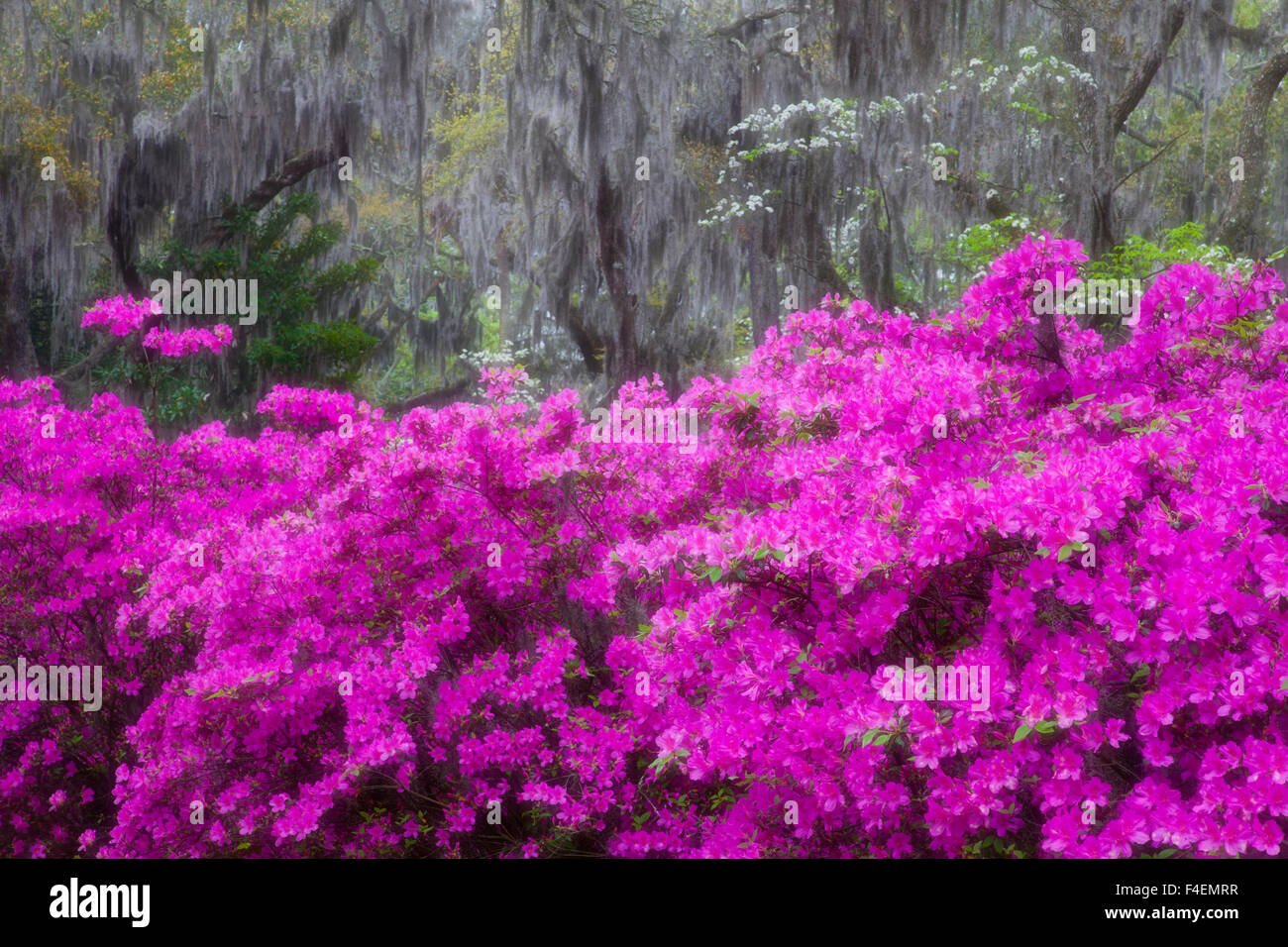 North America, USA, Georgia, Savannah, Azaleas in bloom at Historic ...
