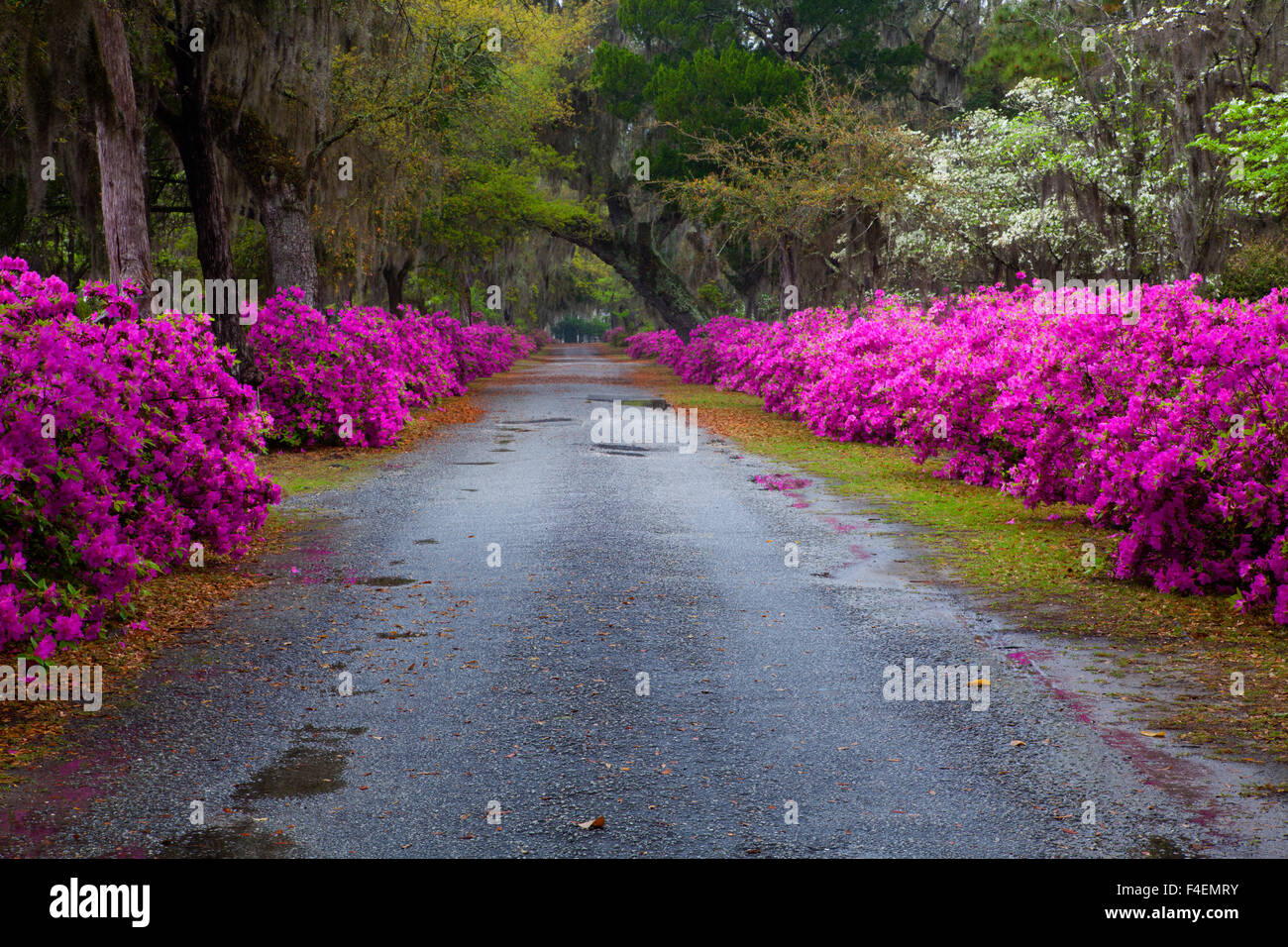 North America, USA, Georgia, Savannah, Azaleas along drive in Historic ...