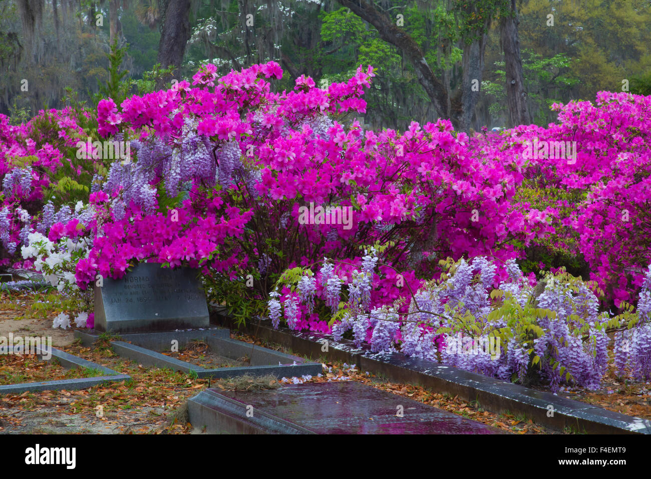 North America, USA, Georgia, Savannah, Azaleas and wisteria in bloom at ...