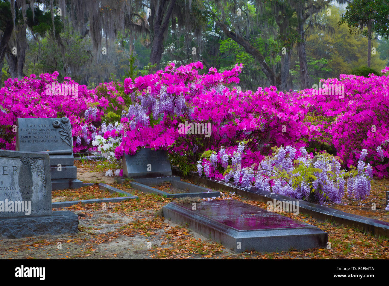 North America, USA, Georgia, Savannah, Azaleas and wisteria in bloom at ...