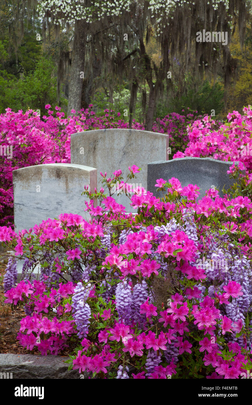 North America, USA, Georgia, Savannah, Azaleas and wisteria in bloom at ...