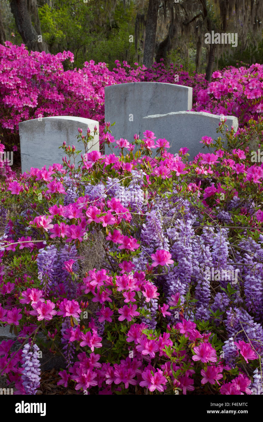 North America, USA, Georgia, Savannah, Azaleas and wisteria in bloom at ...