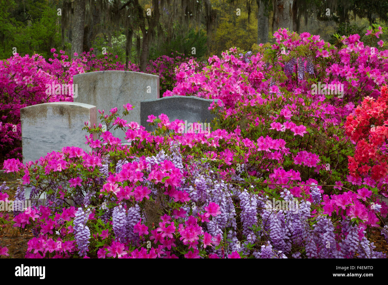North America, USA, Georgia, Savannah, Azaleas and wisteria in bloom at ...