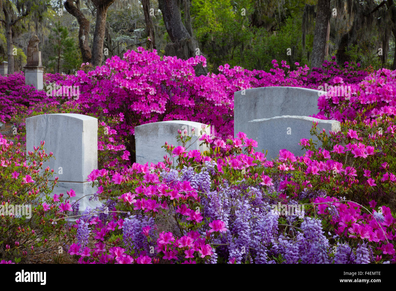 North America, USA, Georgia, Savannah, Azaleas and wisteria in bloom at ...