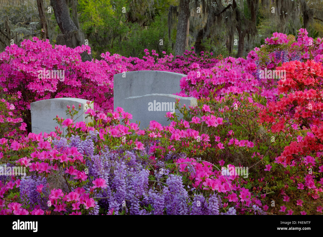 North America, USA, Georgia, Savannah, Azaleas and wisteria in bloom at ...