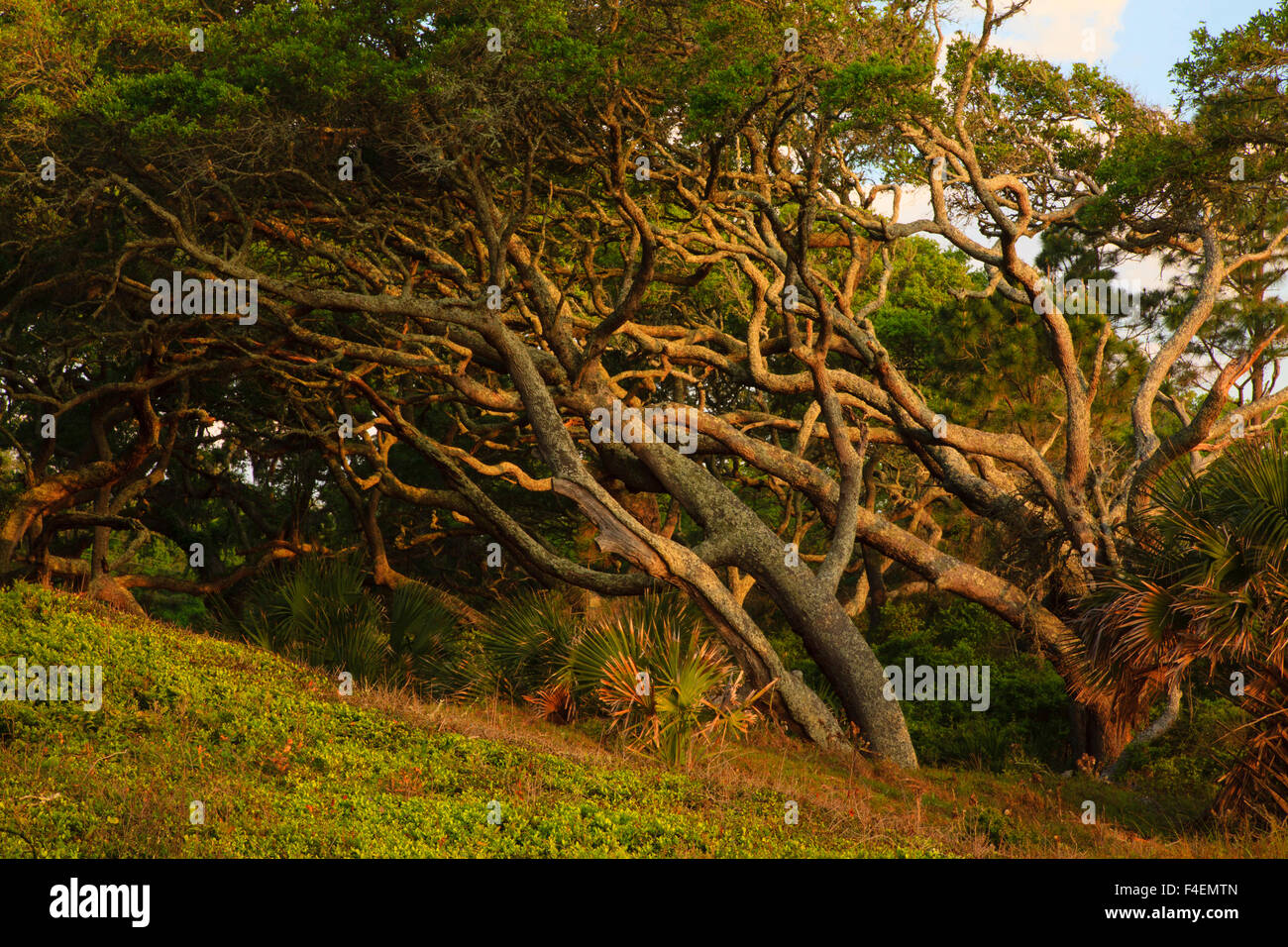 USA, Georgia, Jekyll Island, Wind blown oak trees on the beach at ...