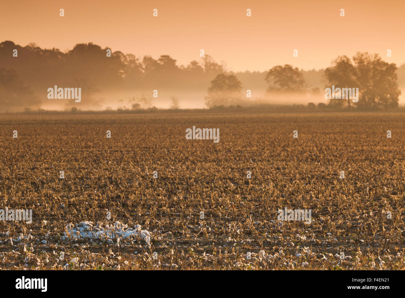 Georgia, Americus, cotton field at dawn Stock Photo - Alamy
