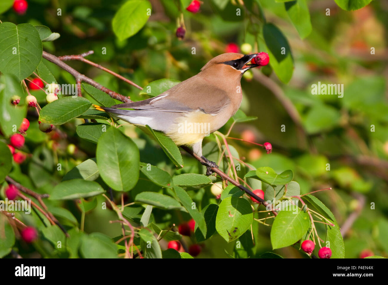 Cedar Waxwing (Bombycilla cedrorum) eating berry in Serviceberry Bush ...