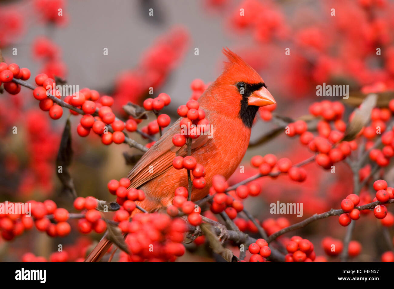 Northern Cardinal (Cardinalis cardinalis) male on Common Winterberry ...