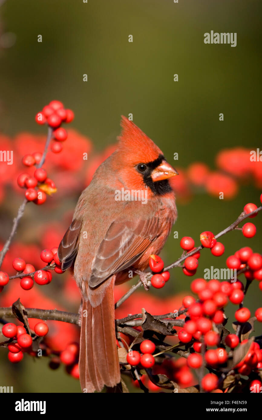 Cardinal and winterberry hi-res stock photography and images - Alamy