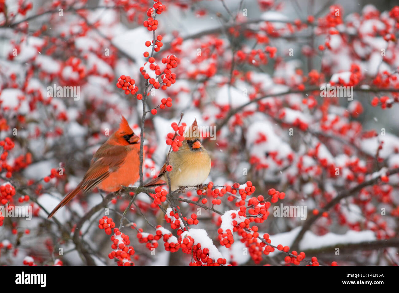 Cardinal in winterberry hi-res stock photography and images - Alamy
