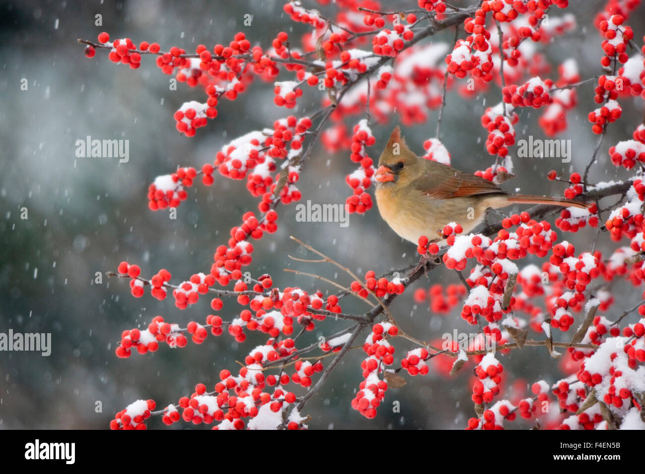 Northern Cardinal (Cardinalis cardinalis) female on Common Winterberry ...