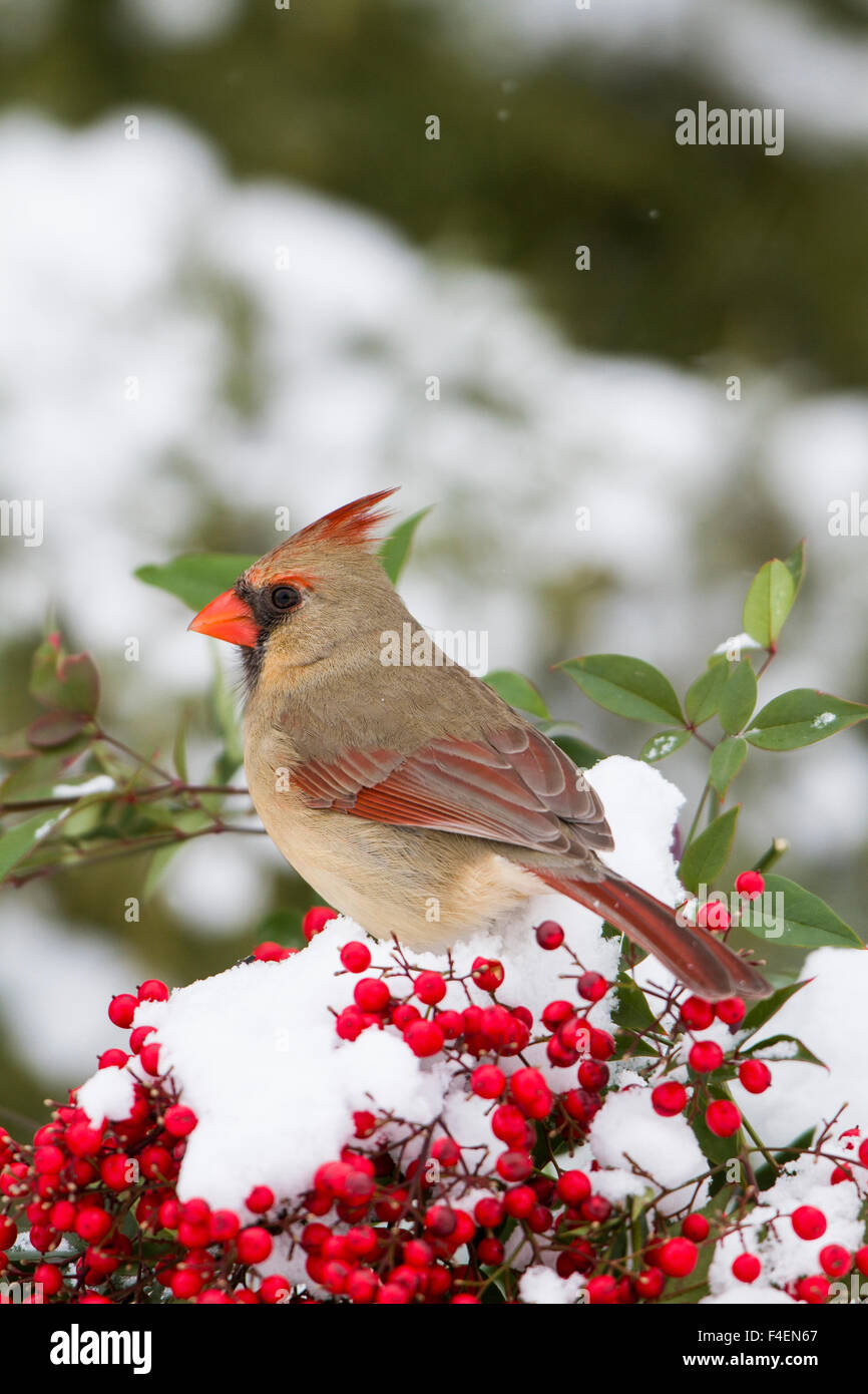 Northern Cardinal (Cardinalis cardinalis) female in Nandina bush ...